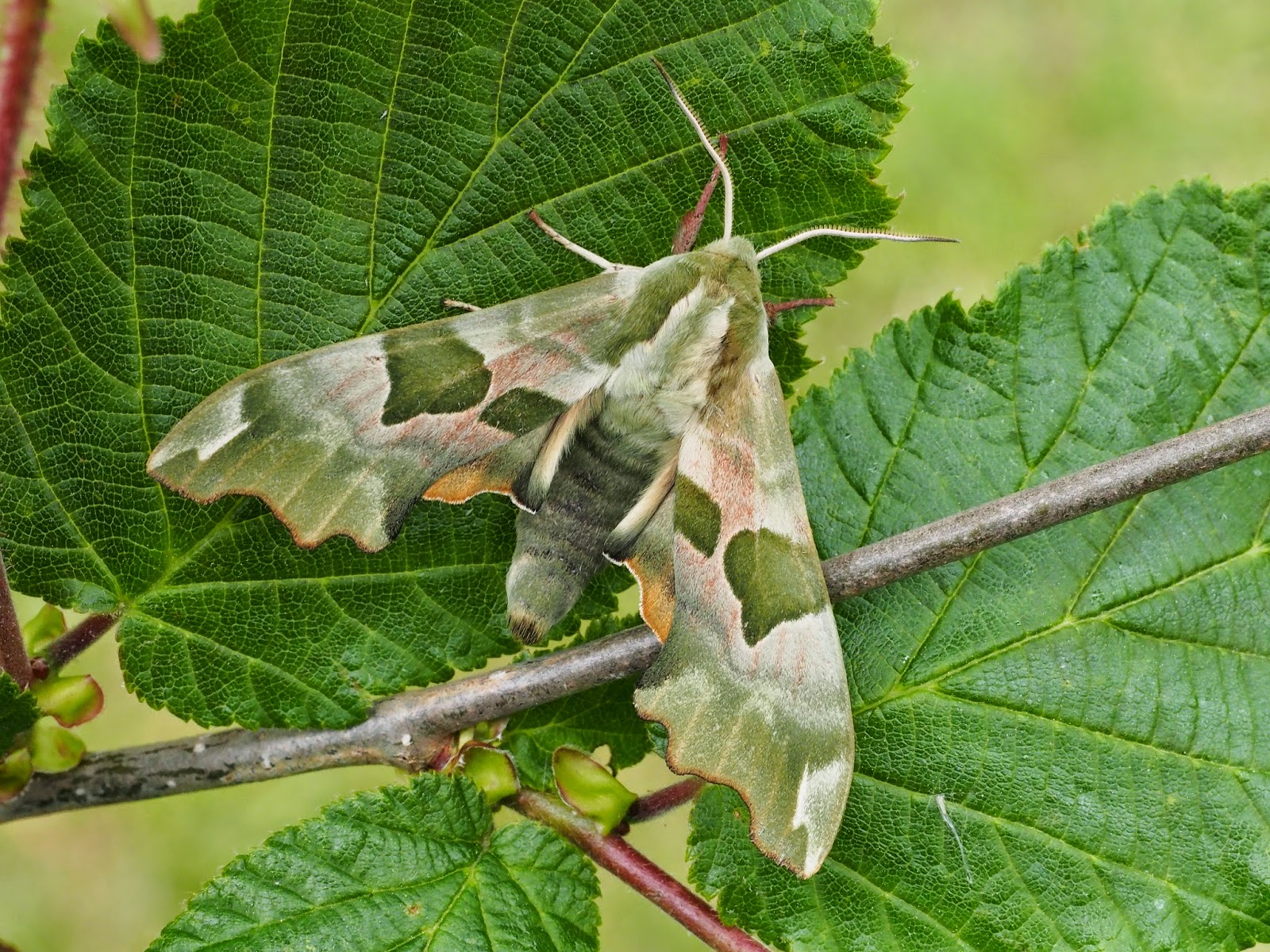 Bill's Birding: Hawk-moth duo