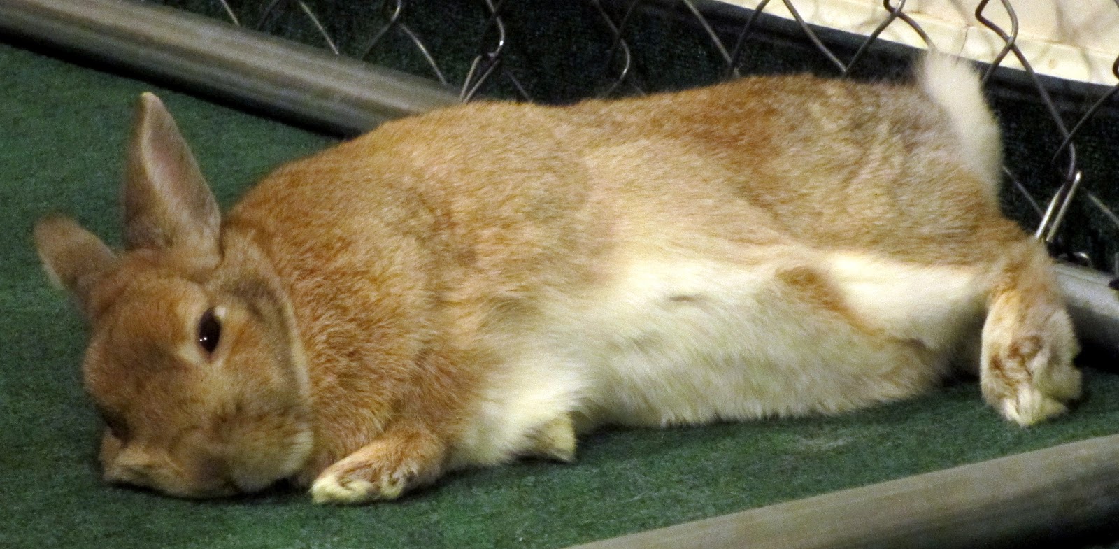 Rabbit Ramblings: Bunnydom activities of daily living - 8