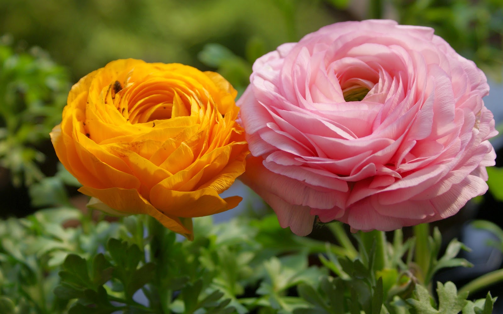 BOGLARKA FLOWER photos - wallpapers | the fun bank