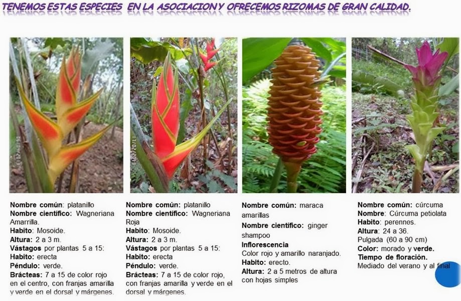 ASEAGROH, HELICONIAS, PLATANILLO: WAGNERIANA AMARIALLA, ROJA , MARACA ...