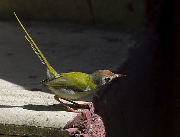 Indian Birds Photography: [BirdPhotoIndia] Tailor bird