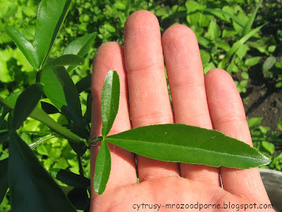 Cytrusy Mrozoodporne: Citrangequat Thomasville