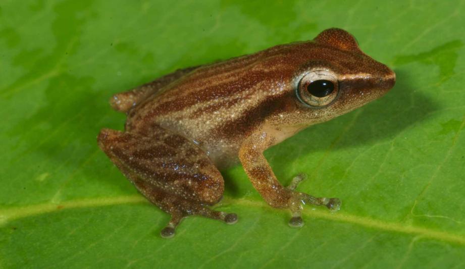 Species New to Science: [Herpetology • 2009] Pseudophilautus tanu & P ...