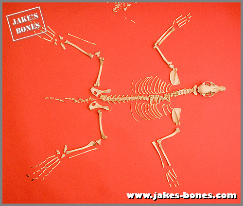 How to re-articulate a fox skeleton: part one : Jake's Bones