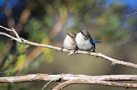 El Cuco y la Ratona australiana.