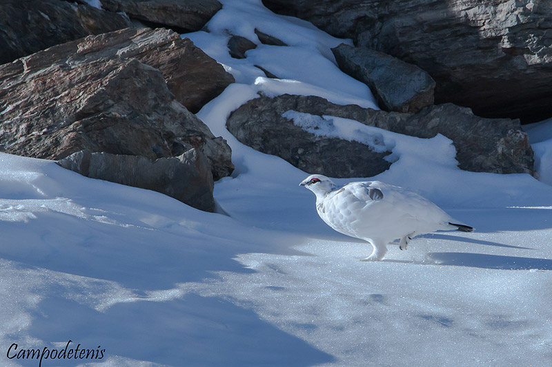 Birding Catalunya: Buscant la perdiu blanca
