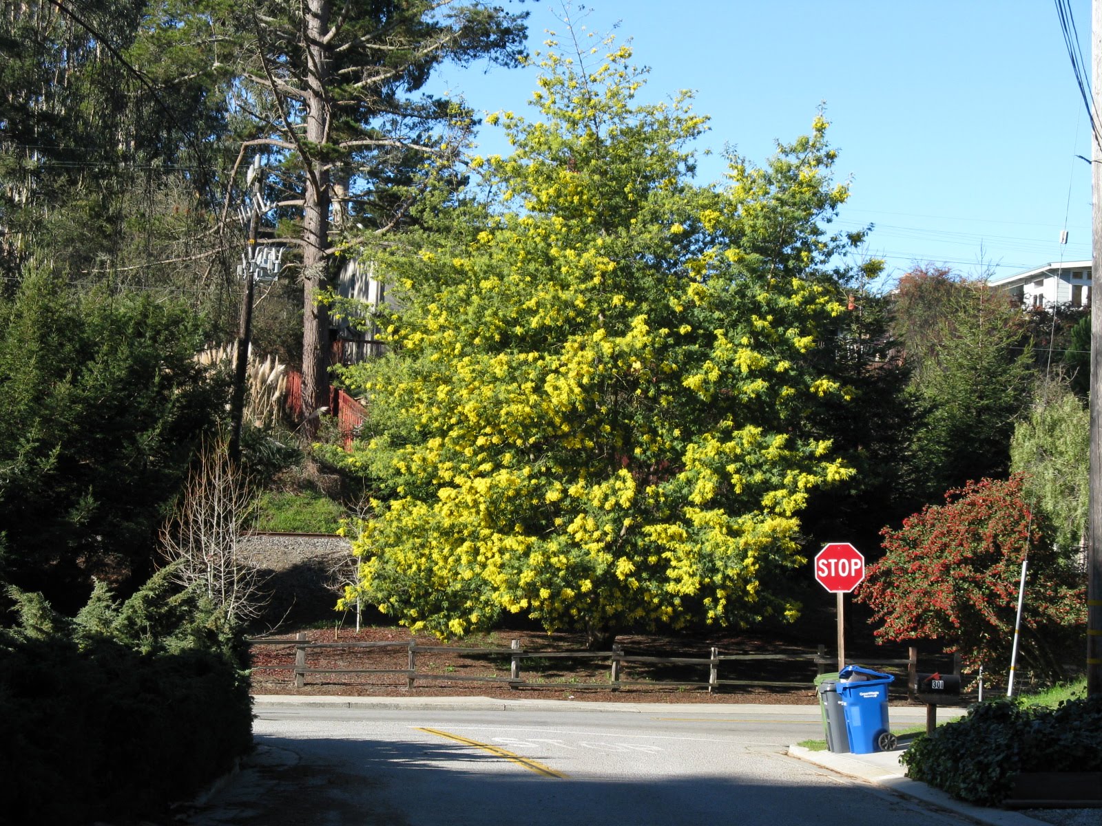 Trees of Santa Cruz County: Acacia dealbata - Silver Wattle