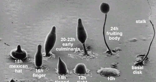 21+ Ciri Ciri Myxomycotina