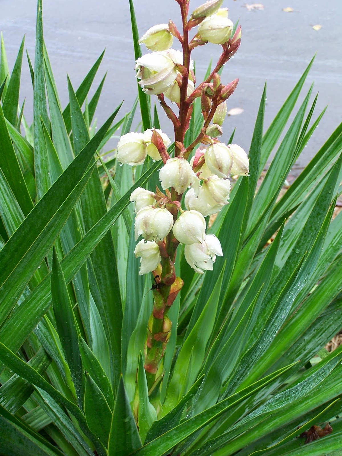 Yucca Tea Benefits ~ Healthy Tea 101