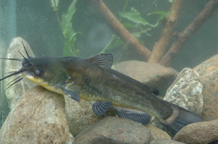Il giardino delle Naiadi: PESCEGATTO PER CENA