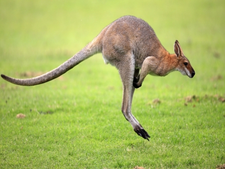 Kangroo Wallpapers - Wallpapers