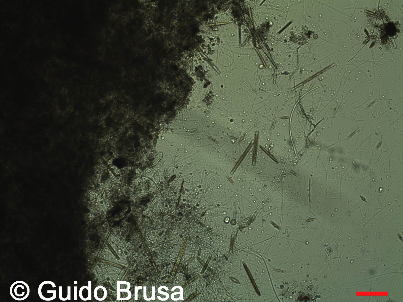 Flora Insubrica: Sphaerotilus natans