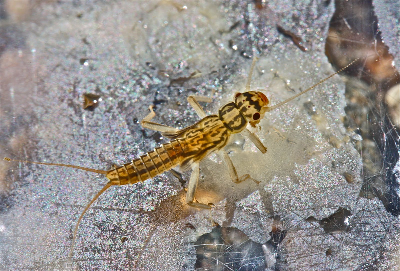Aquatic Insects of Central Virginia: The Perlodid stonefly, genus Isoperla: Can we pin down some ...