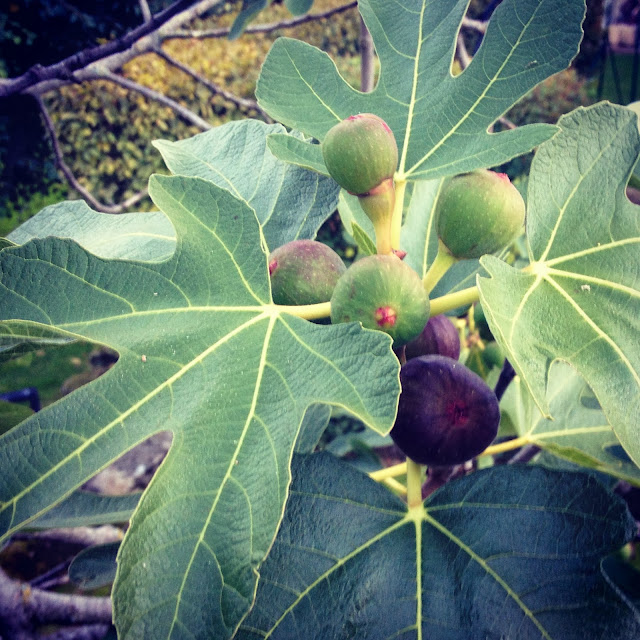 I'm an Outlaw, Not a Hero: Evening walk.