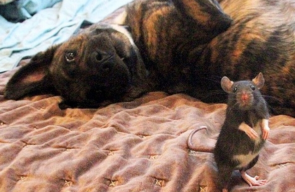 White Wolf : This Rescued Pet Rat And Dog Are The Best Buddies Ever