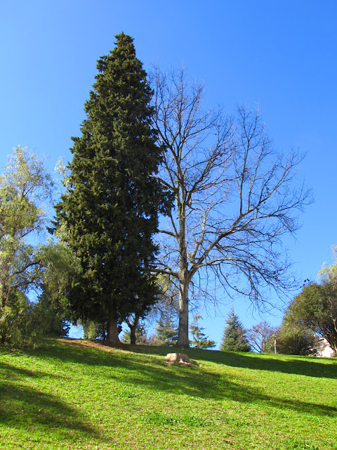 Blog de cheiros: Um Carvalho cada vez menos iluminado