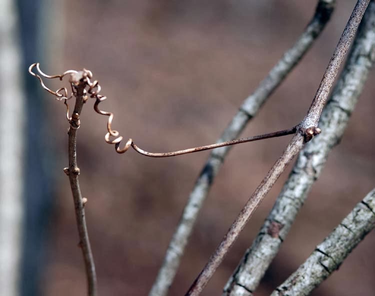 Field Biology in Southeastern Ohio: Wild Grapes