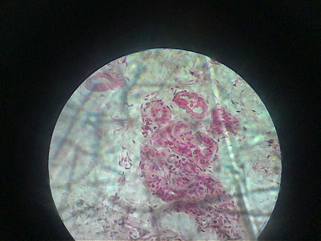 Sistem integumen ~ Prapatan SPS