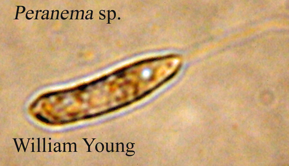 Botany 111 Term Project