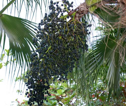 Utieb San Agustín: Pueblo Warao