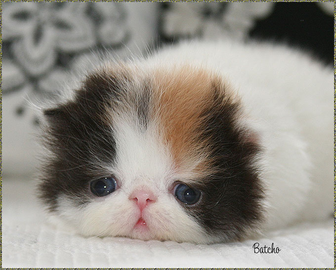 Funny Pictures Gallery: Pictures of baby kittens, baby kitten pictures ...