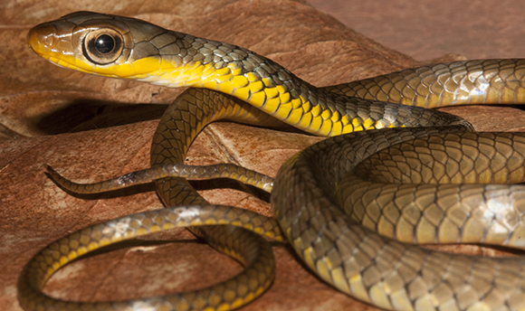 The Herpetology of Trinidad and Tobago