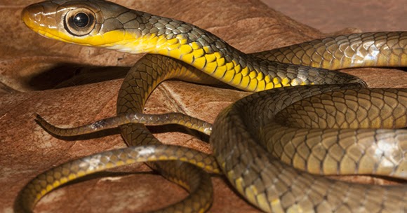 The Herpetology of Trinidad and Tobago: Machete Savane, Chironius ...