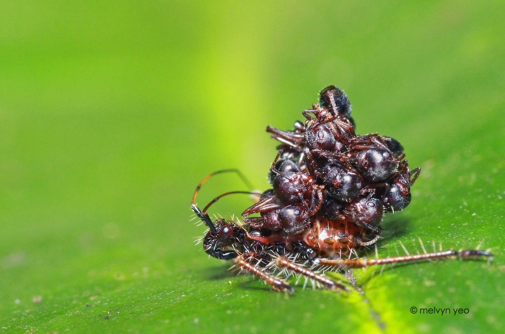Melvyn's Photography: Reduviidae, Assassin Bug
