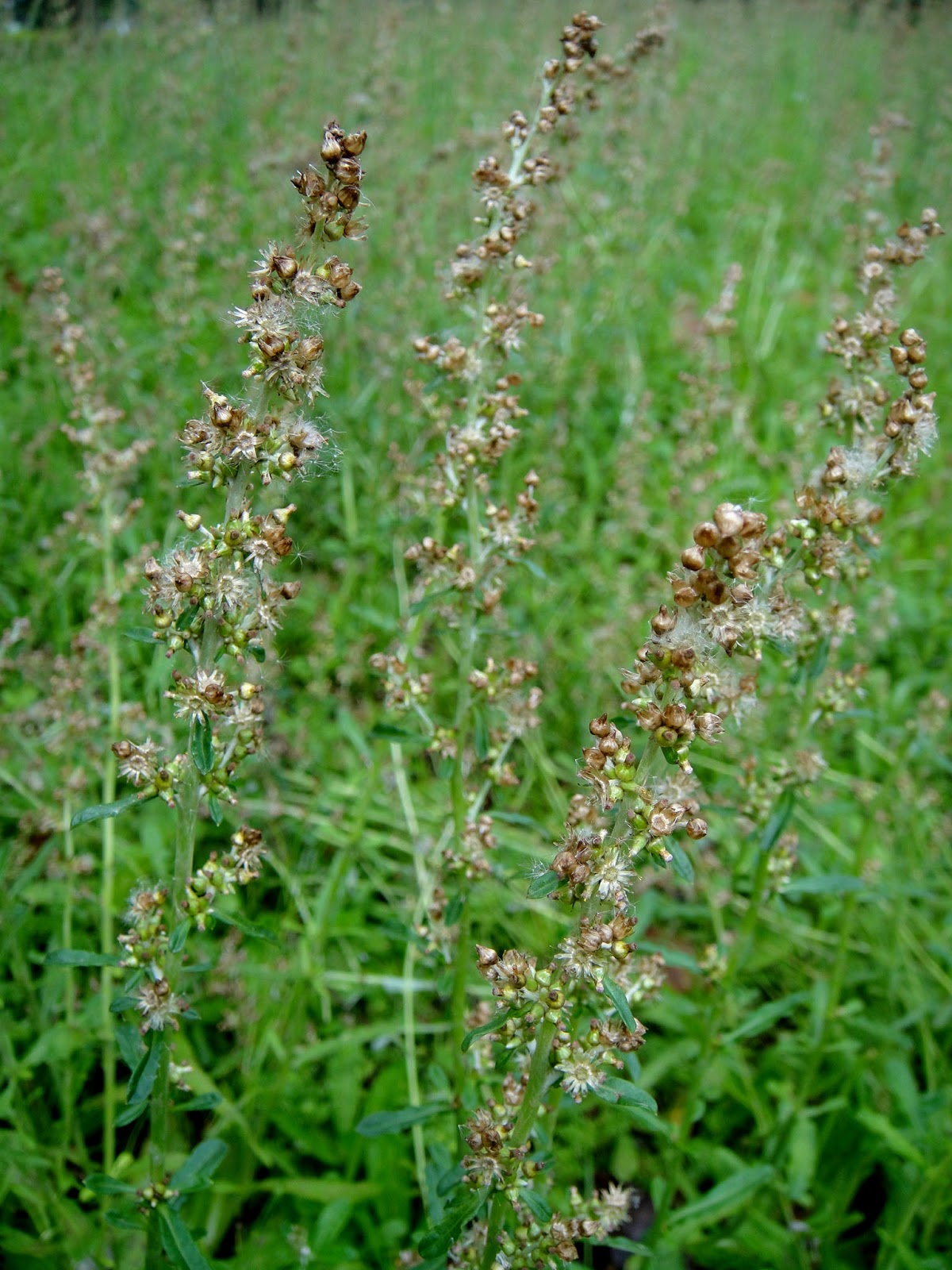 DWAN雲之端: 裏白鼠麴草--學名：gnaphalium spicatum Lam.；英文名：Shiny Cudweed；裏白鼠麴草的葉片 ...