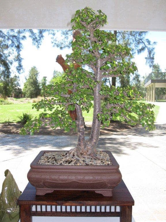 Wagga Wagga Bonsai Society