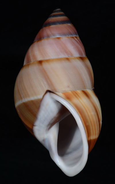 Dr. Lee's Gallery Museum: Amphidromus inversus annamiticus 53.03mm ...