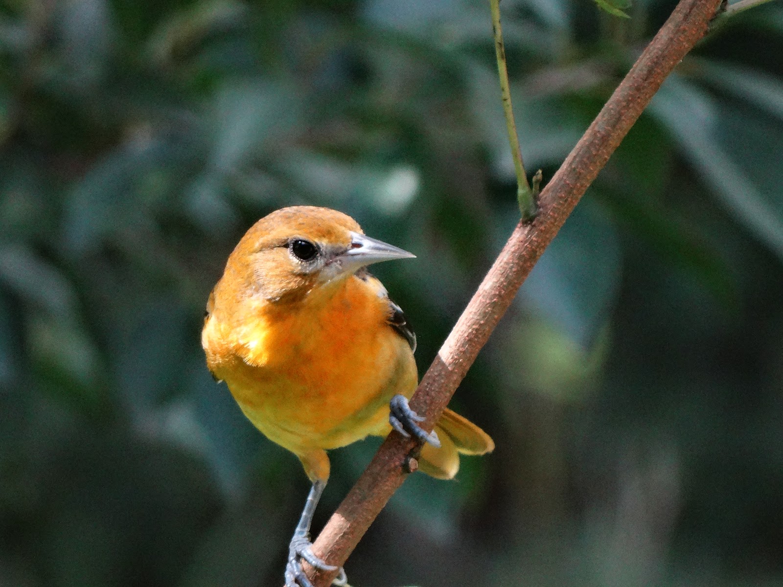 Listening without Hearing