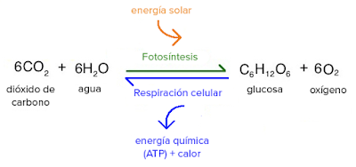 La fotosíntesis: ¡Conoce su fórmula química!