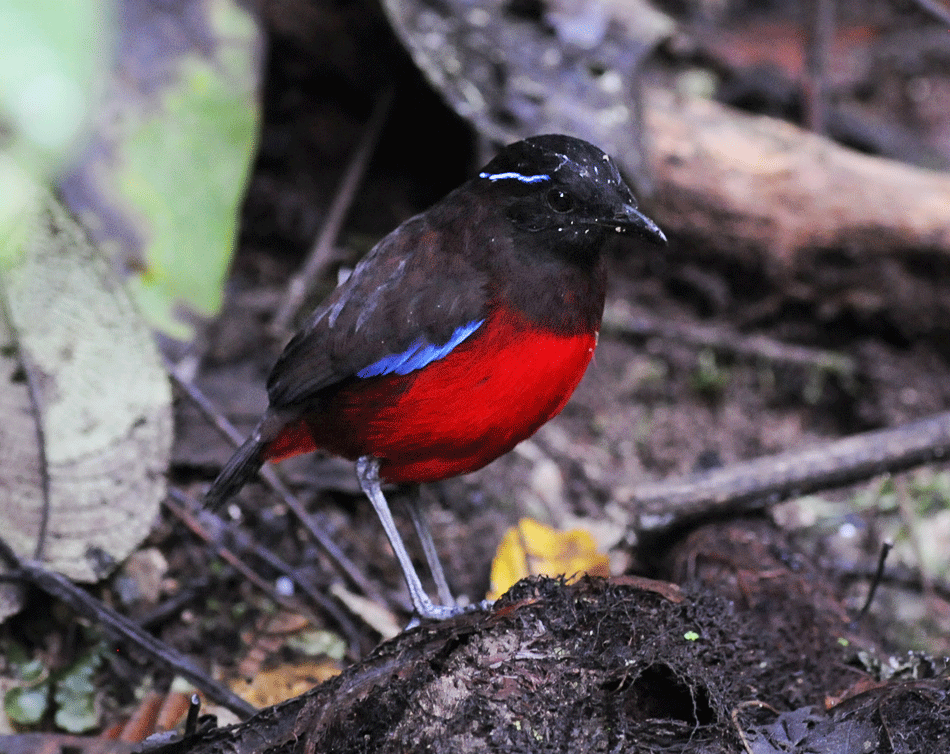 ZOOTHERA BIRDING BLOG: September 2013