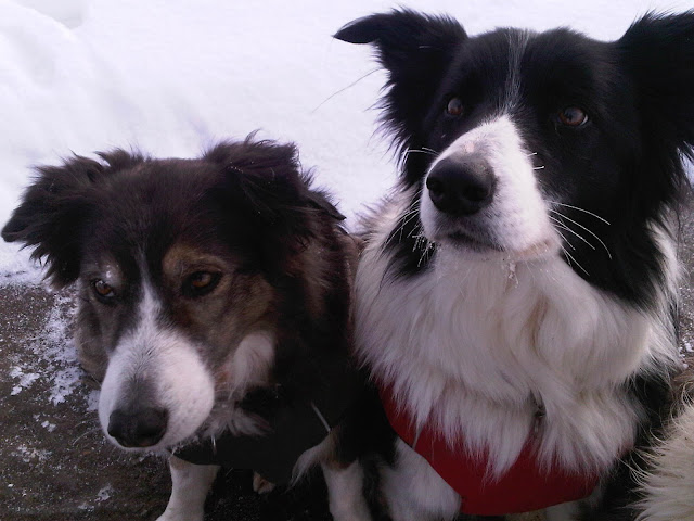 Black Jack Dog Training Centre: Dogs in the snow