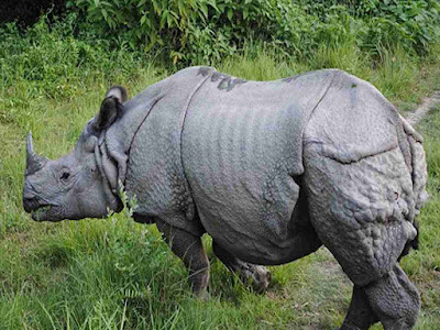 Badak Jawa [Rhinoceros sondaicus] | Nama, Gambar Binatang A-Z