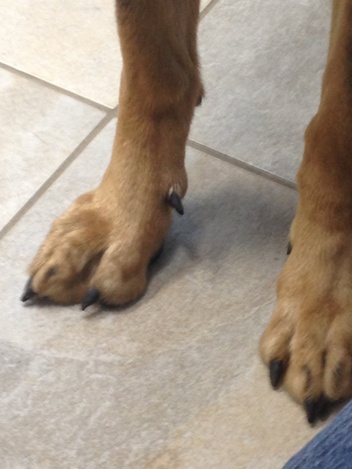 Raising Citizen Canine: Dew claws, they're not for wimps
