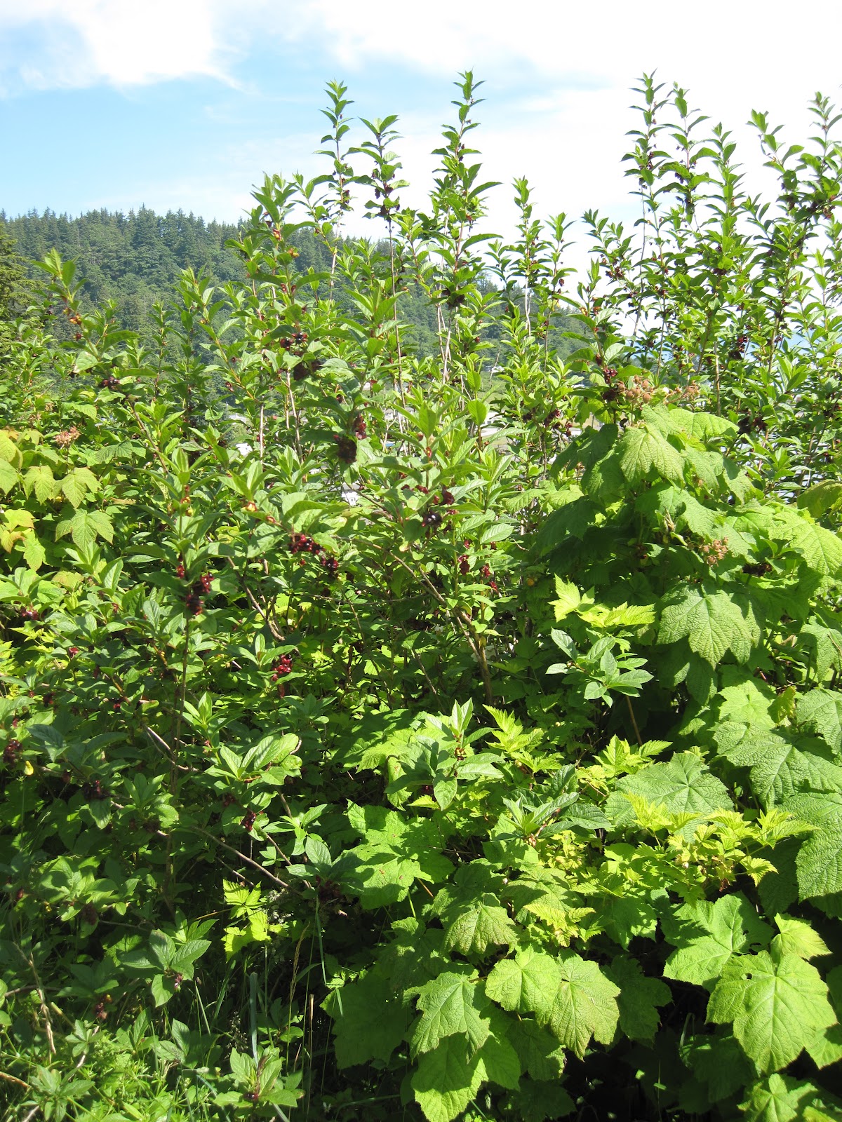 Bonney Lassie: Wildflower Wednesday -- Twinberry Honeysuckle
