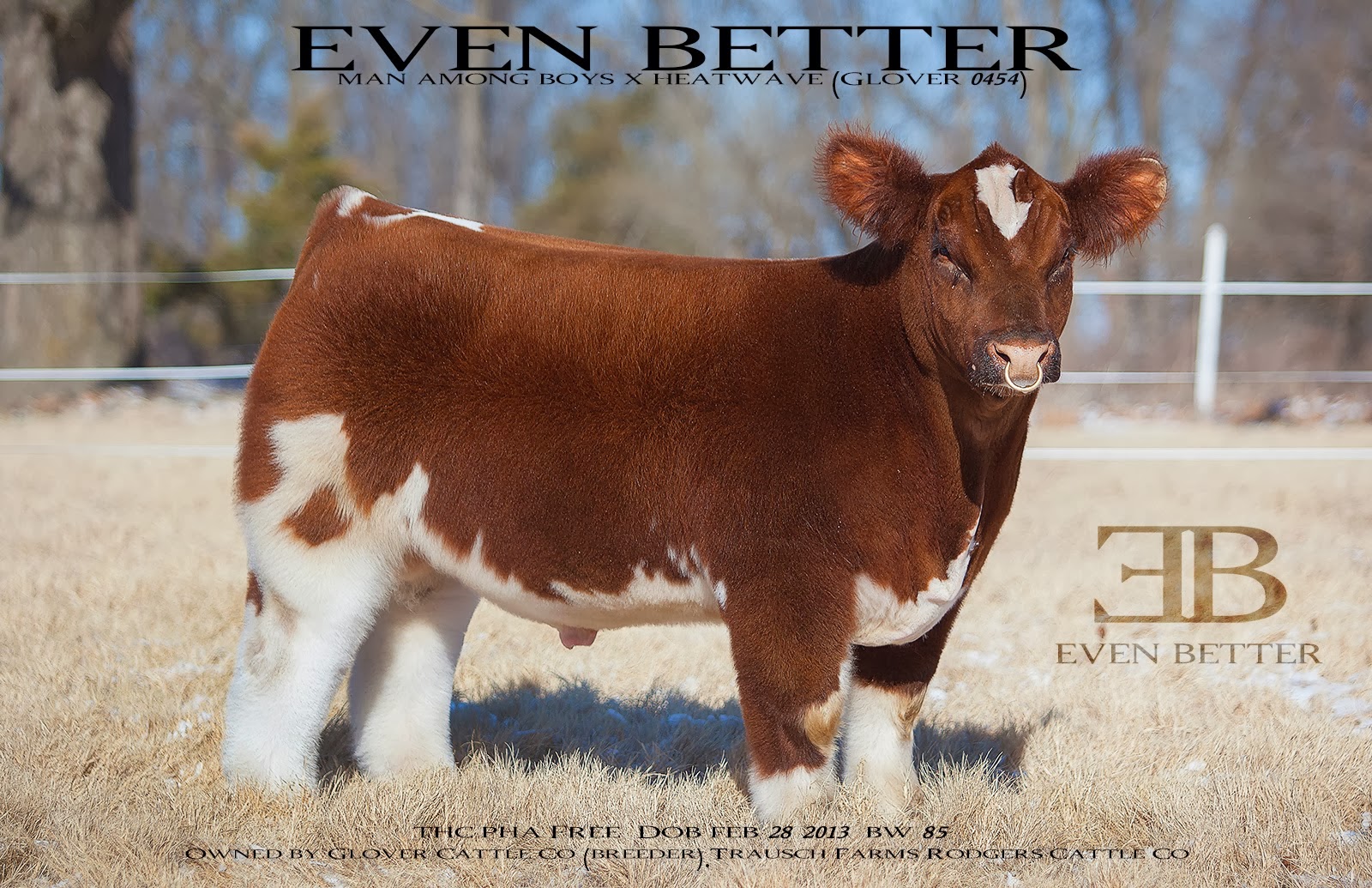 DIAMOND G CATTLE CO.: From Wade Rodgers in Denver