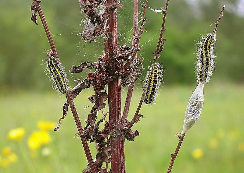 Charlie's moths of Calderdale.: 12: TINEIDAE AND 54: BURNETS