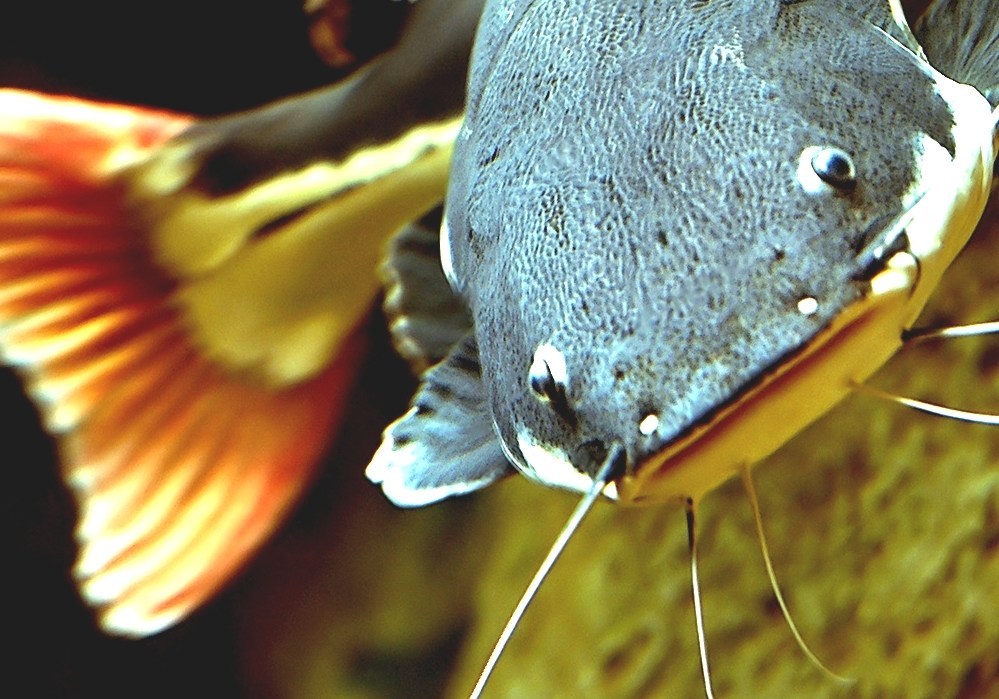 Redtail Catfish - Red Tail Cat