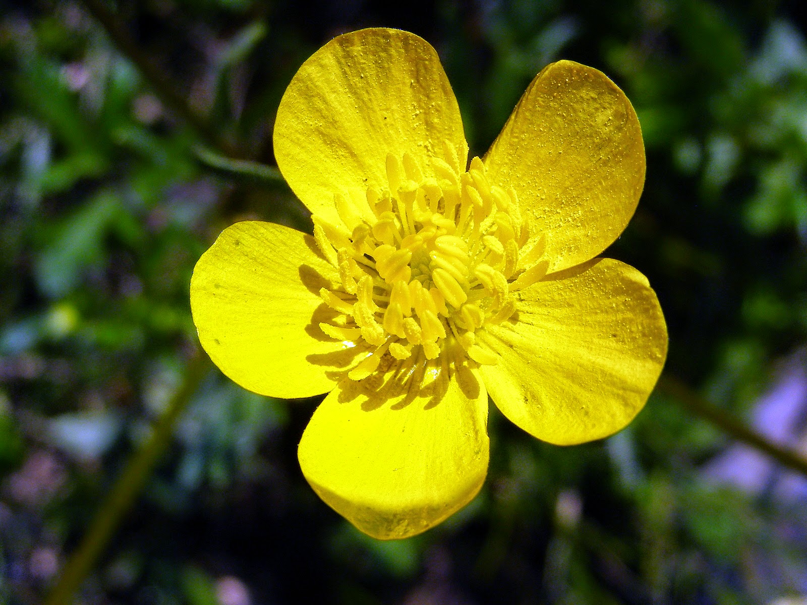 BOGLARKA FLOWER photos - wallpapers | the fun bank