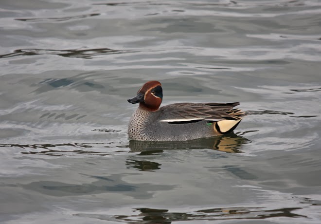BIRDING - Kyoto, Kansai and Japan: dabbling ducks