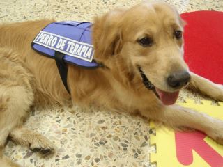 Canem Asistencia, Terapia y Educación: CHESTER NUEVO PERRO DE TERAPIA ...