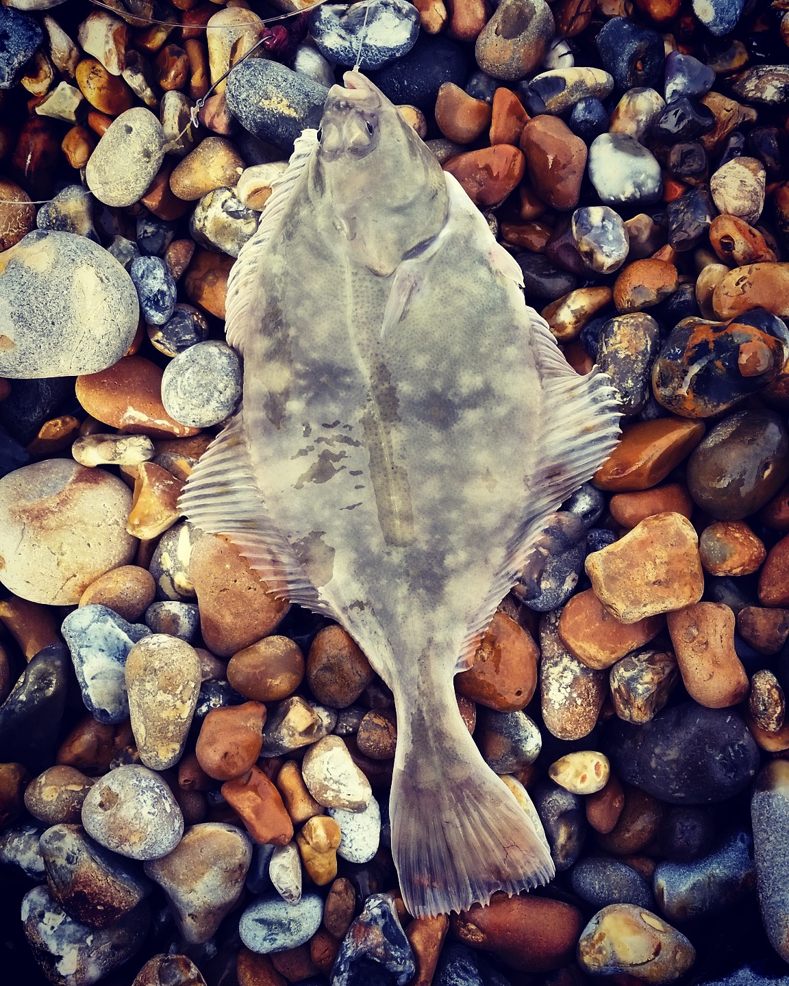 Fish Hooked: Plaice Fishing. Hastings
