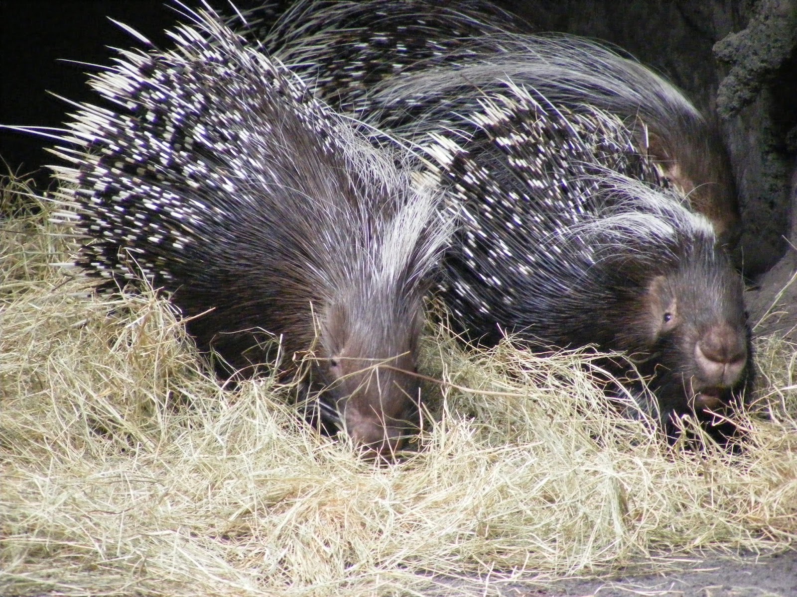 Safari Mike: African Crested Porcupine