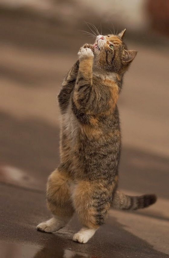 Qual o animal que reza com o rabo?