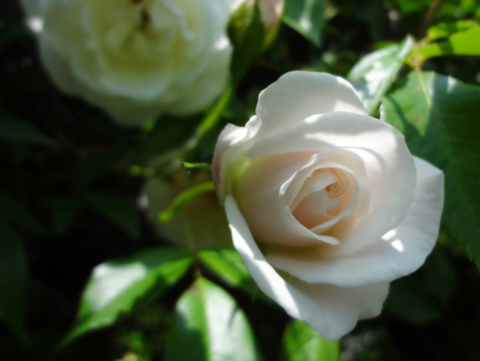 Het is gezien ...: Witte rozen