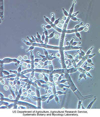 Trichoderma harzianum sebagai Fungisida - Generasi Biologi