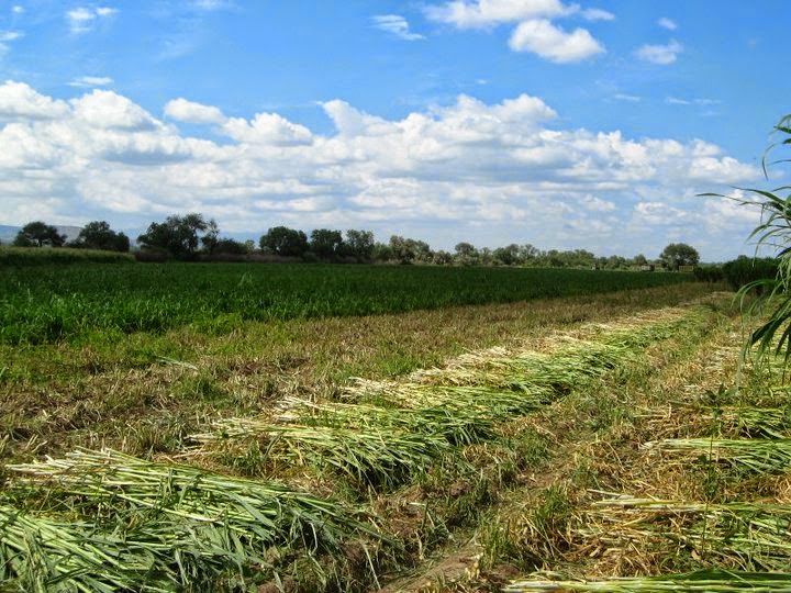 Maralfalfa & King Grass Portugal: Ciclo colheita-sementeira Maralfalfa